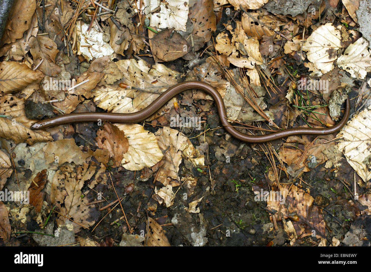 European slow worm, blindworm, slow worm (Anguis fragilis), on forest ...