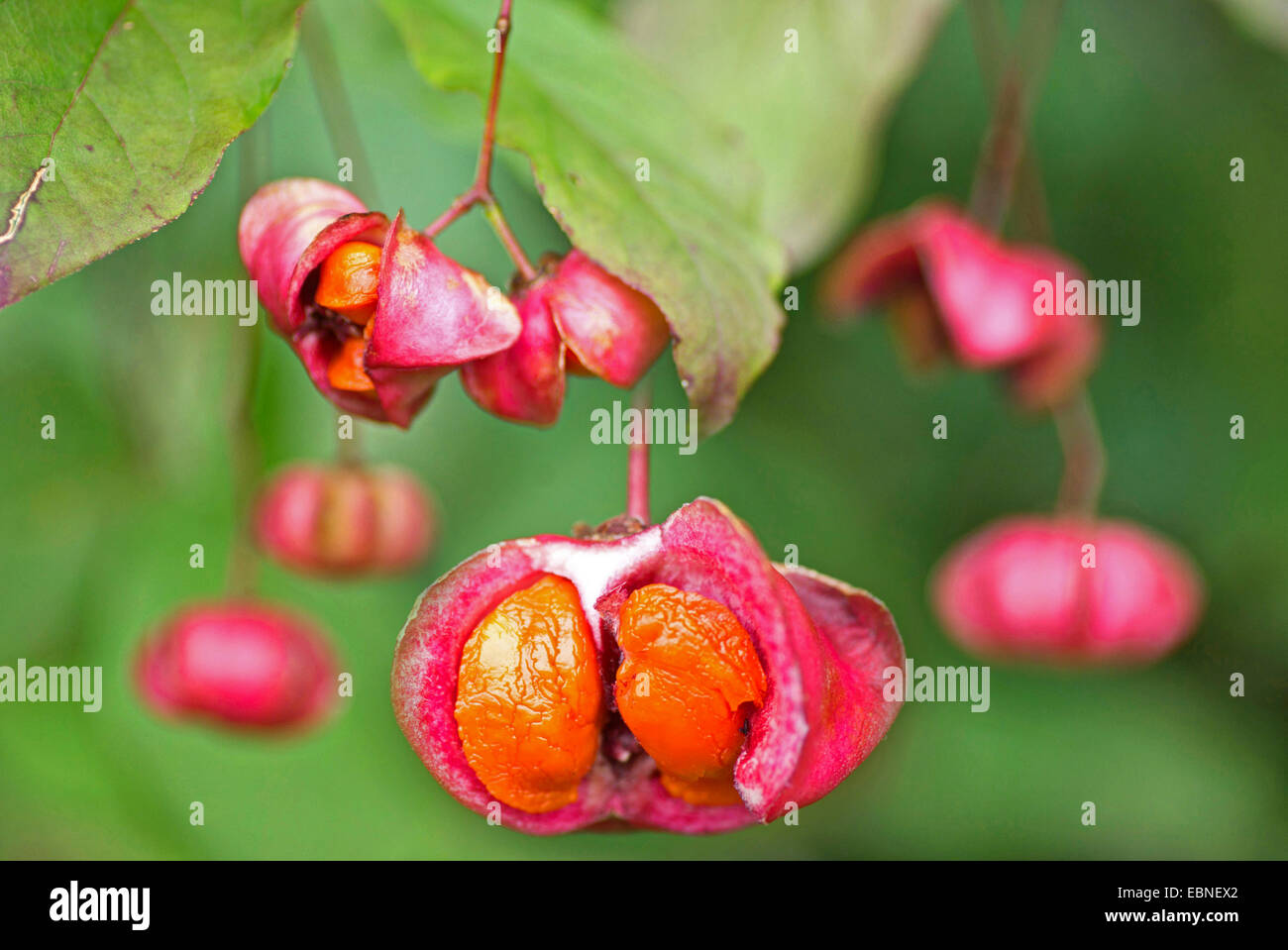 European spindle-tree (Euonymus europaea, Euonymus europaeus), fruiting ...