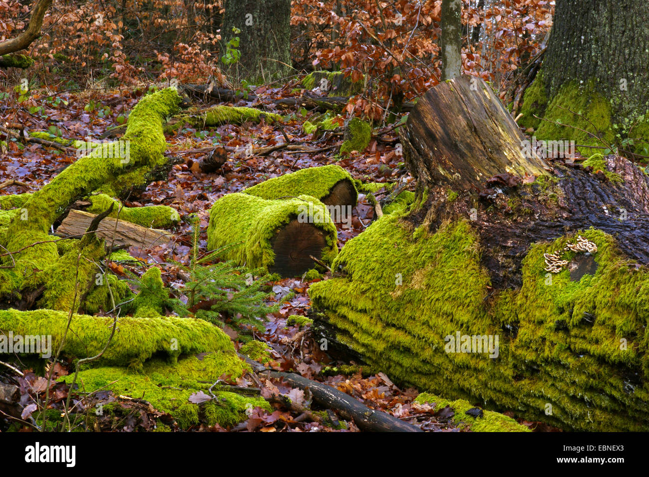 rotten oak tree trunks covered with moss, Germany, North Rhine ...