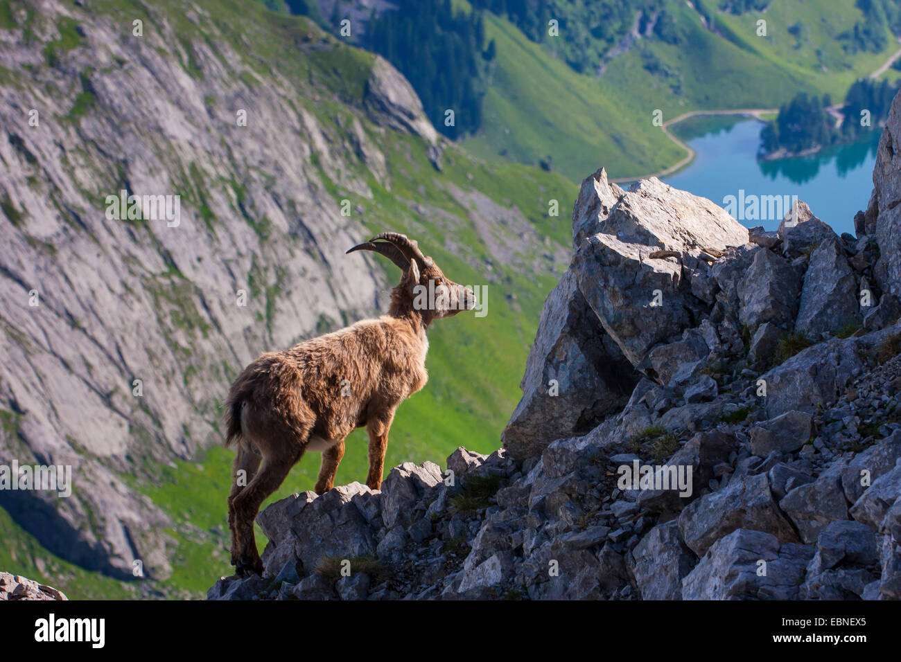 Juvenile peering from behind a rock hi-res stock photography and images ...