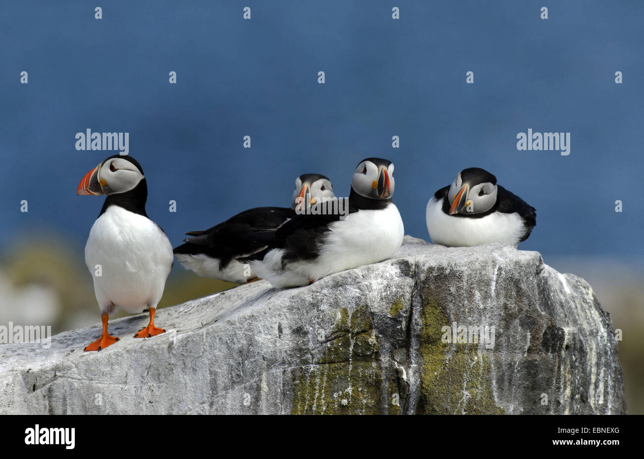 Atlantic puffin, Common puffin (Fratercula arctica), four adult birds ...