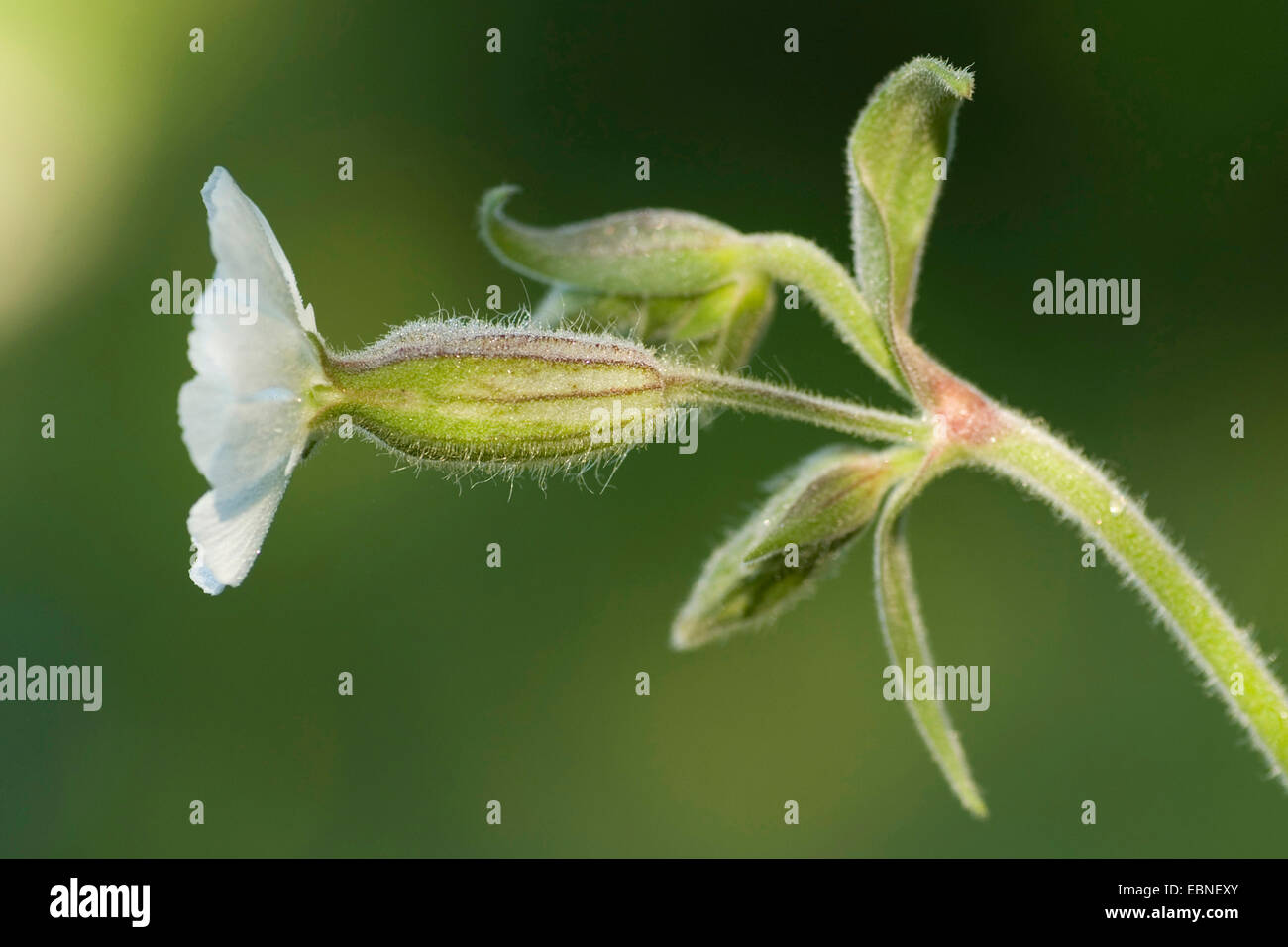 White Campion (Silene latifolia subsp. alba, Silene alba, Silene ...