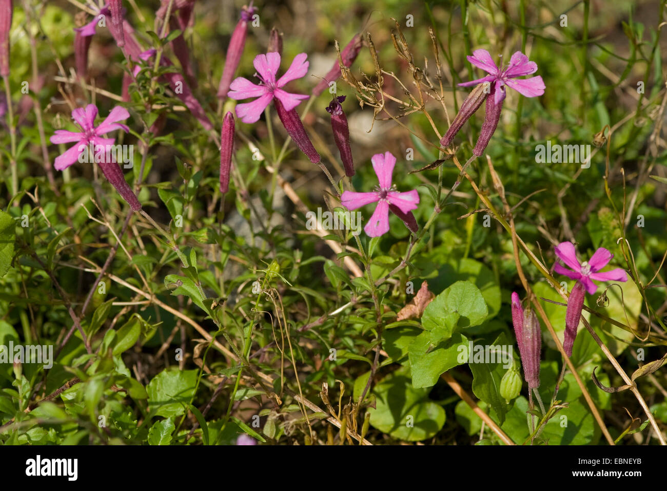 Catchfly flowers blooming hi-res stock photography and images - Alamy