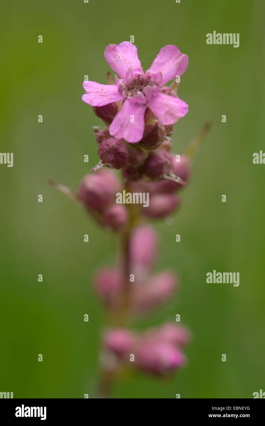 German catchfly, sticky catchfly (Lychnis viscaria, Silene viscaria ...