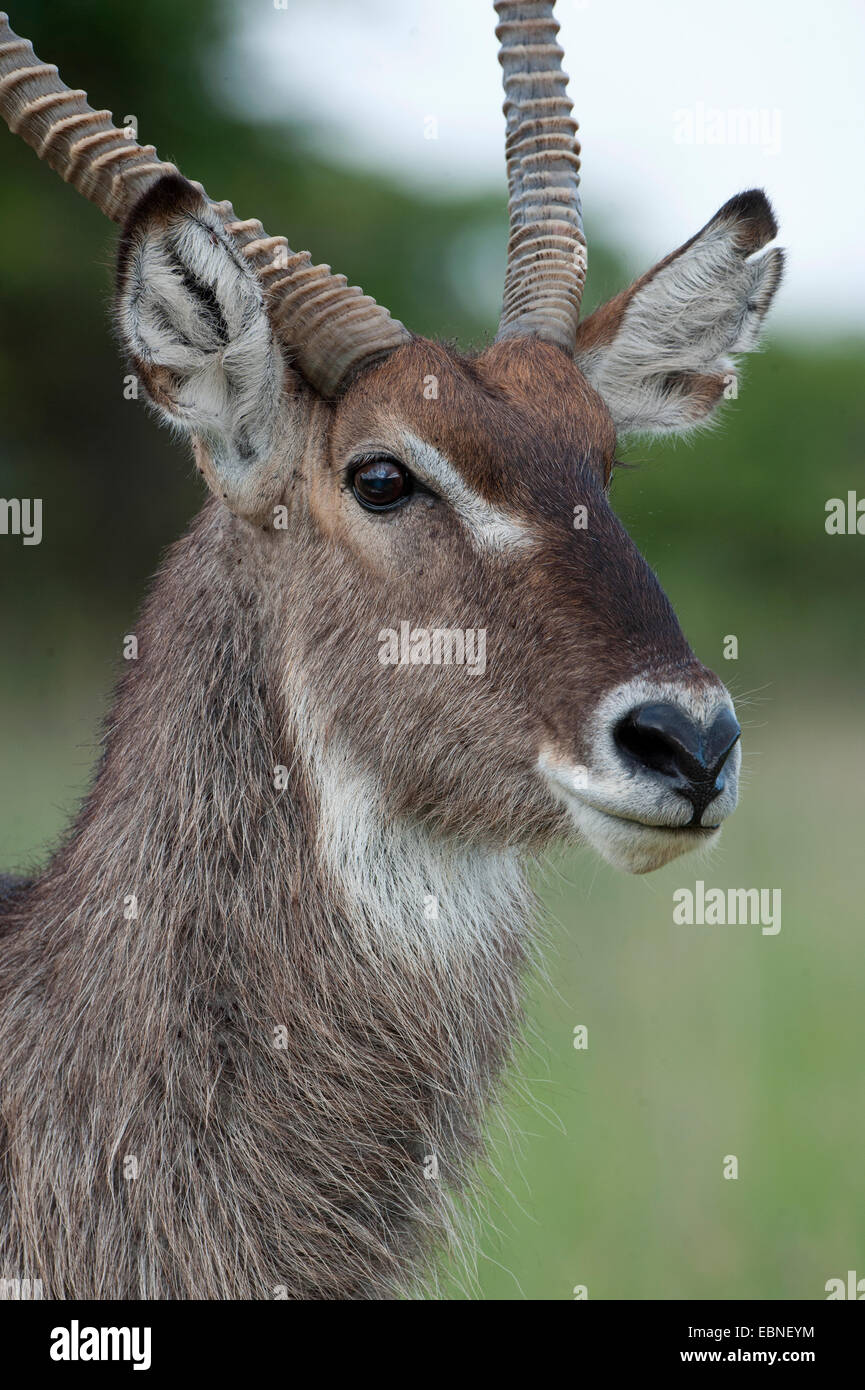 Dependent trees hi-res stock photography and images - Alamy
