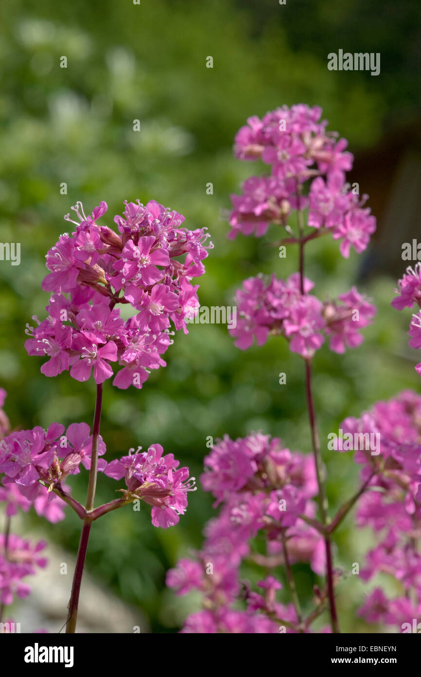 German catchfly, sticky catchfly (Lychnis viscaria, Silene viscaria ...