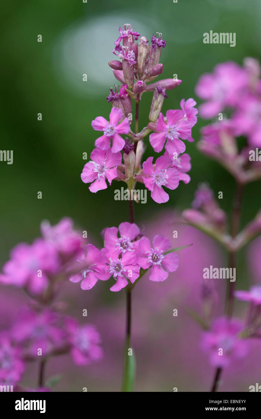 German plants hi-res stock photography and images - Alamy