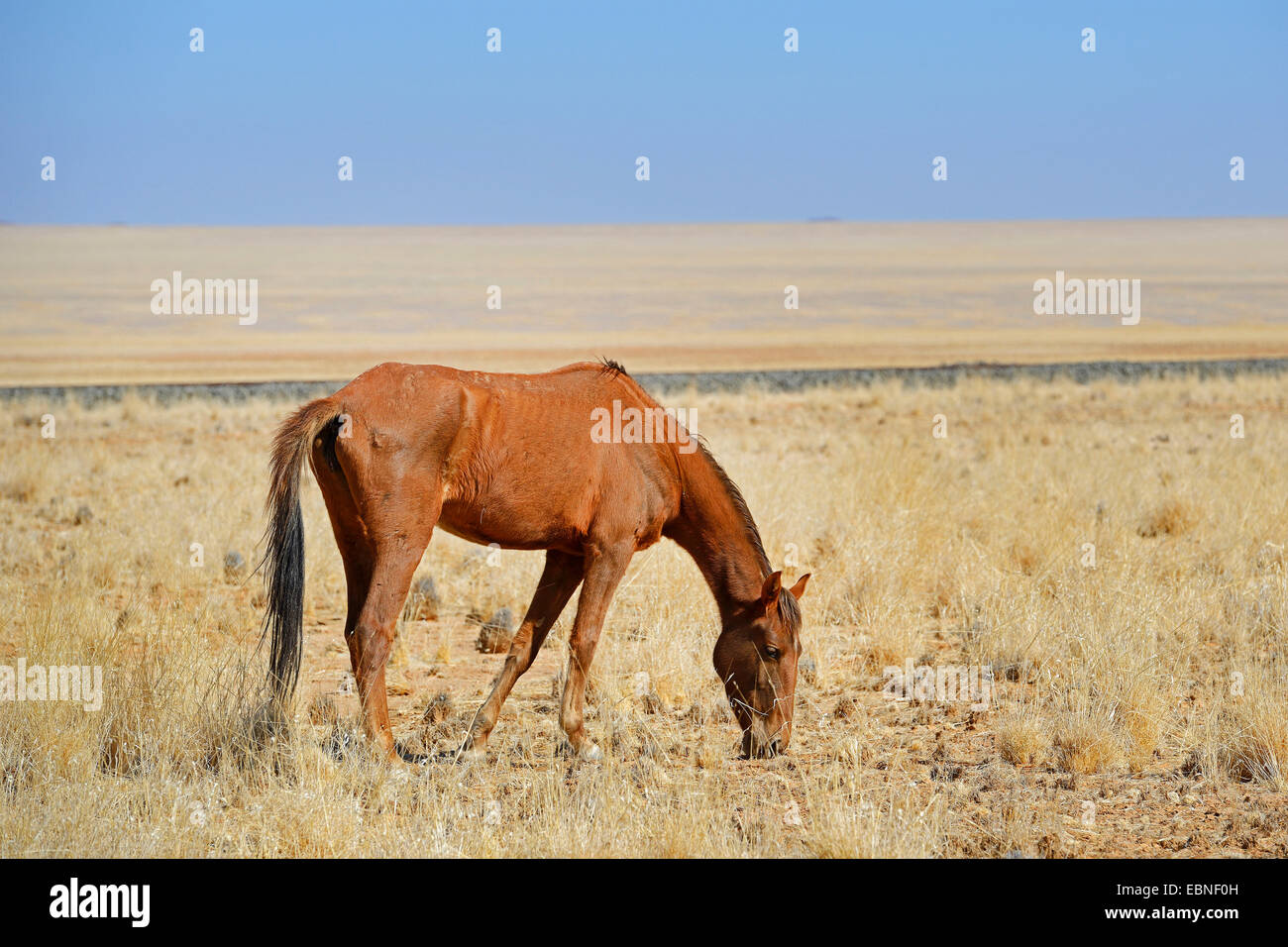 Namib Wild horse (Equus przewalskii f. caballus), grazing horse at ...