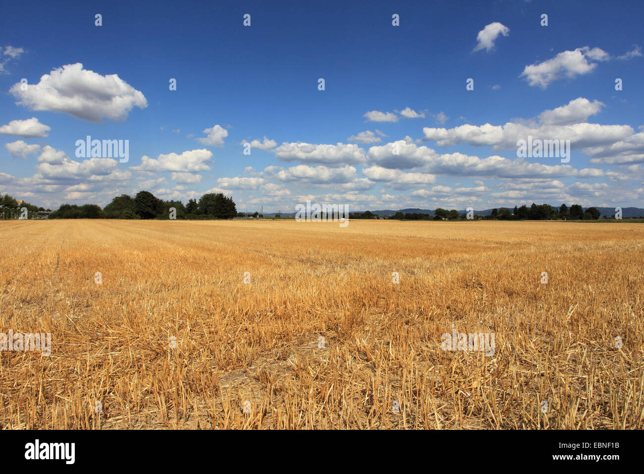 stubble field, Germany Stock Photo - Alamy