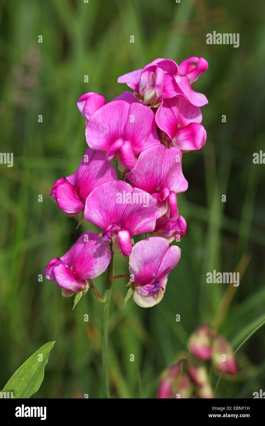 Perennial peas lathyrus latifolius hi-res stock photography and images ...