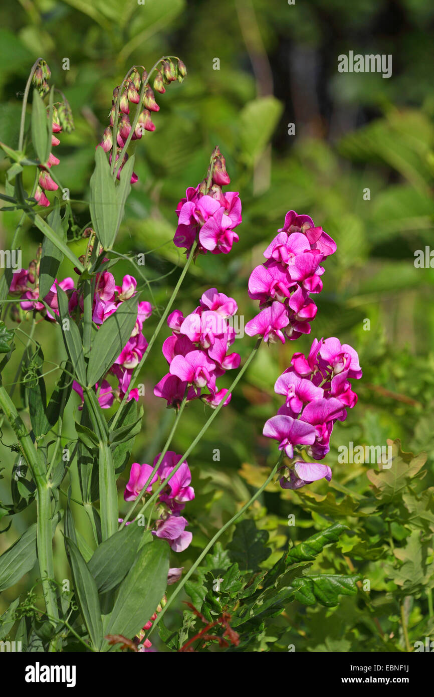 Perennial peas lathyrus latifolius hi-res stock photography and images ...