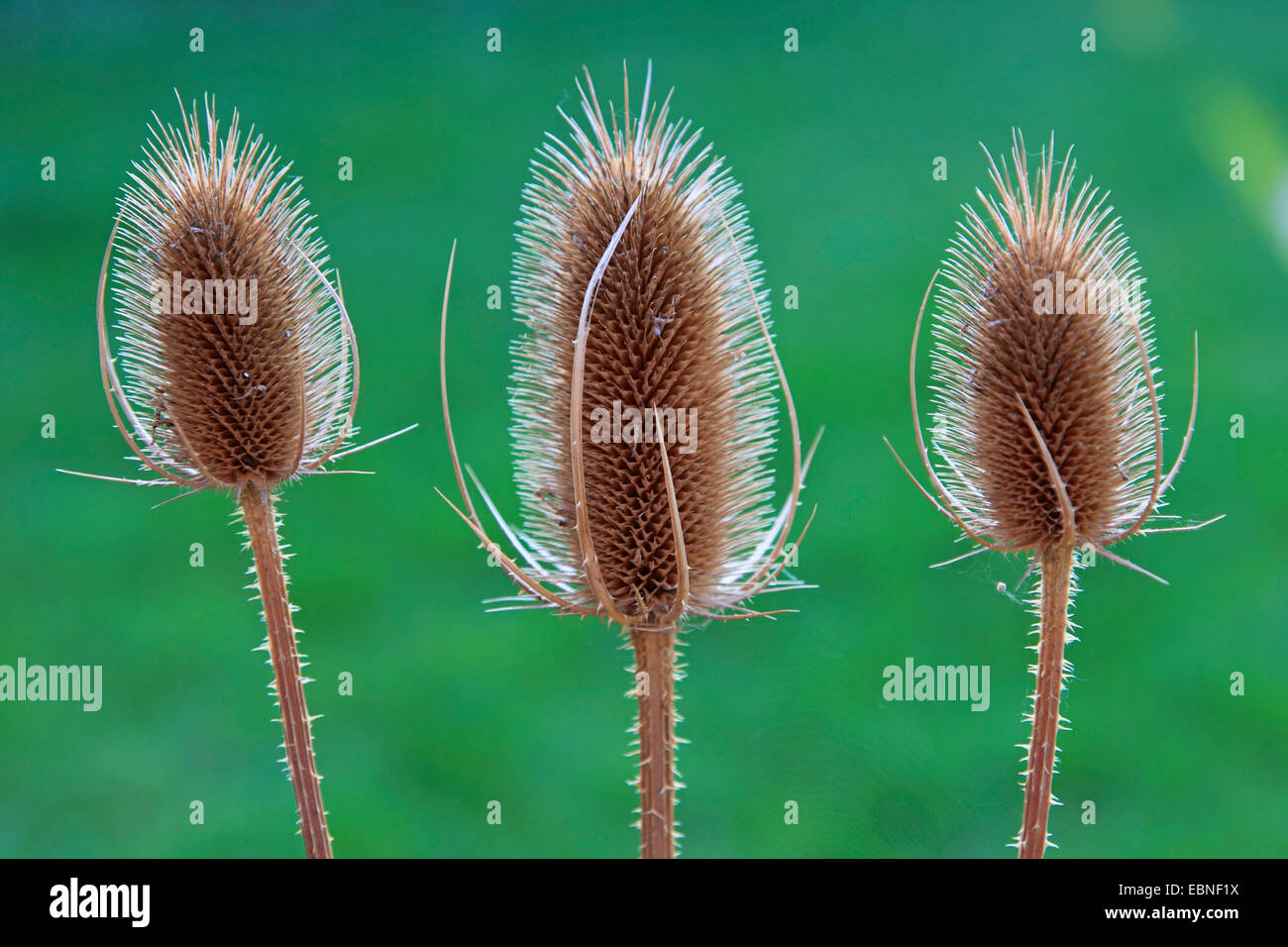 Wild teasel, Fuller's teasel, Common teasel, Common teazle (Dipsacus ...