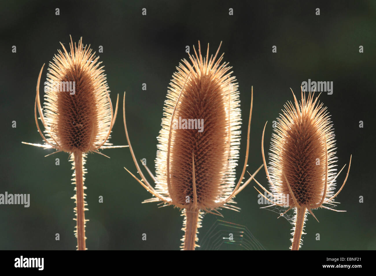 Wild teasel, Fuller's teasel, Common teasel, Common teazle (Dipsacus ...