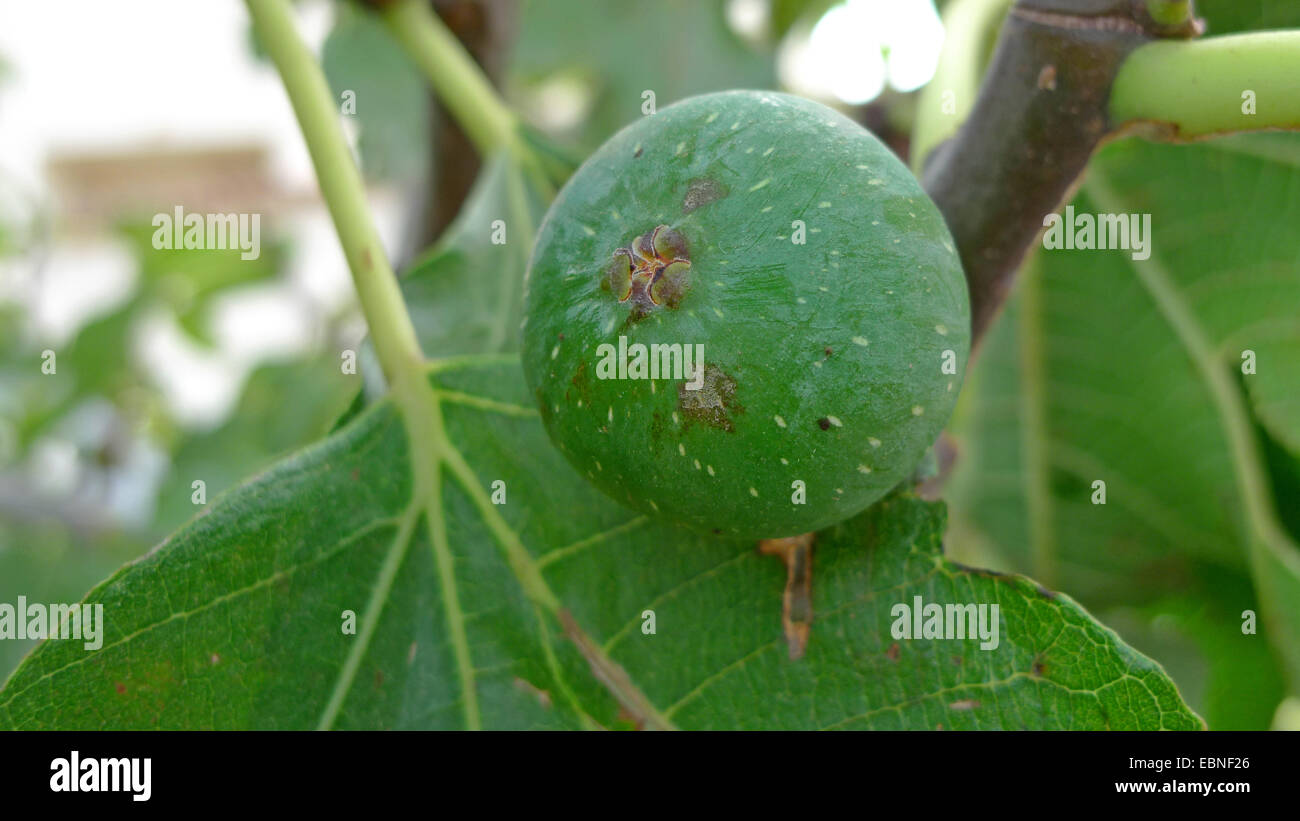 Common fig tree hi-res stock photography and images - Alamy