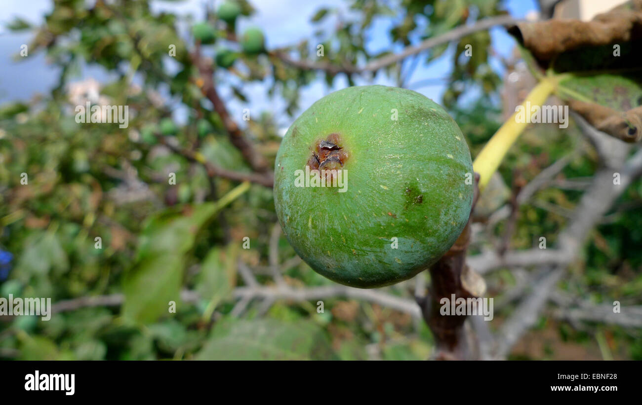 edible fig, common fig (Ficus carica), fig on a tree, Spain, Balearen ...