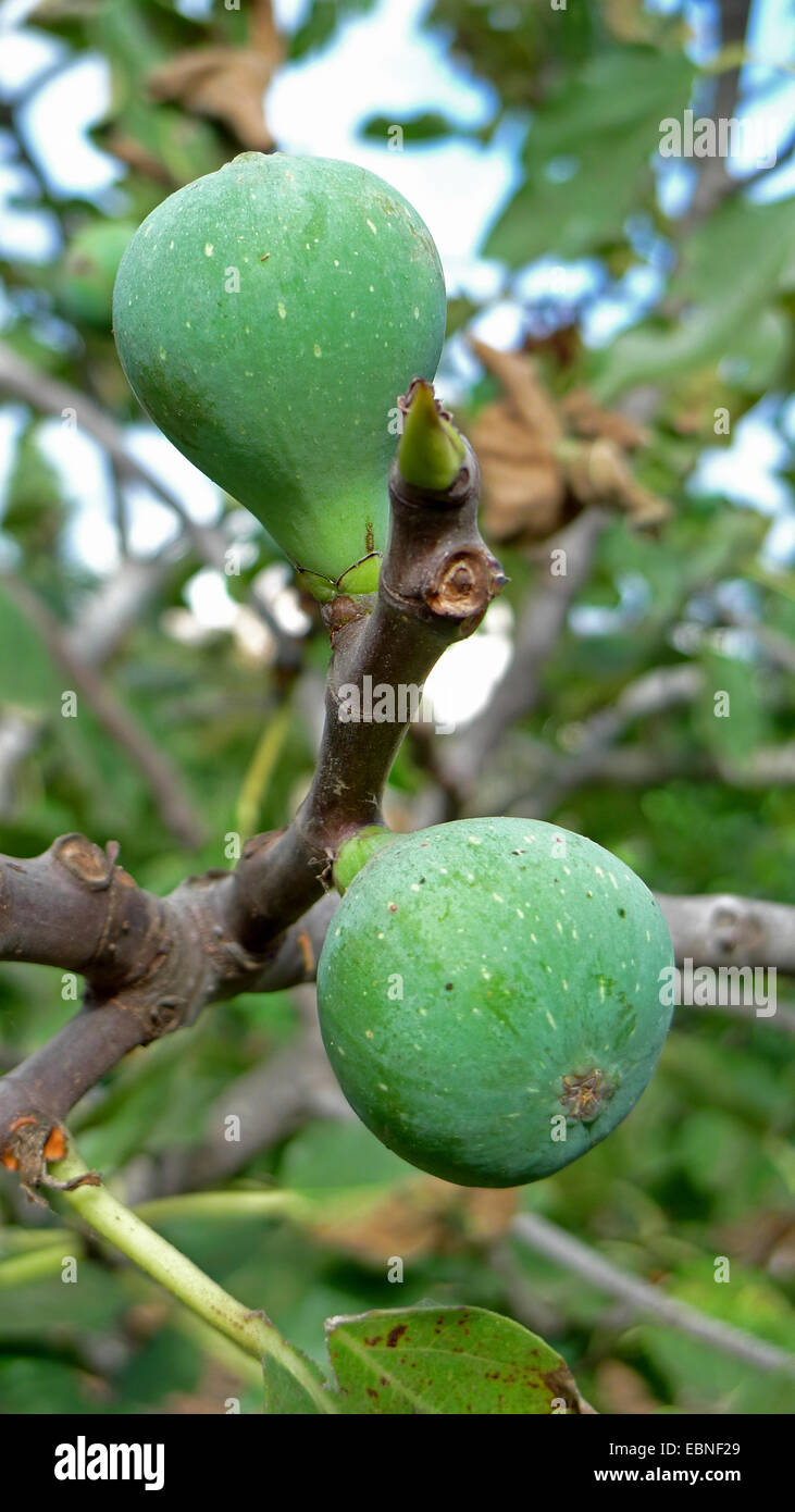 edible fig, common fig (Ficus carica), figs on a tree, Spain, Balearen ...