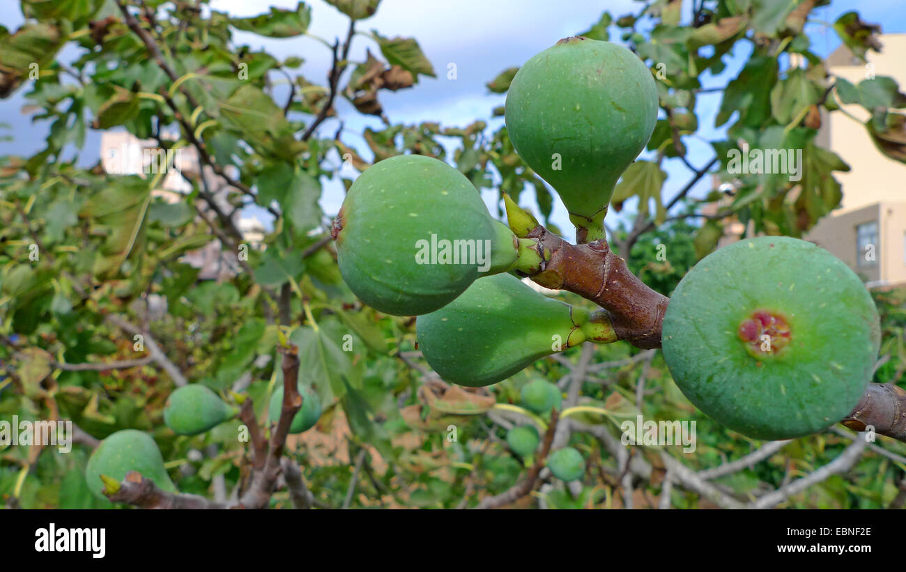 edible fig, common fig (Ficus carica), figs on a tree, Spain, Balearen ...