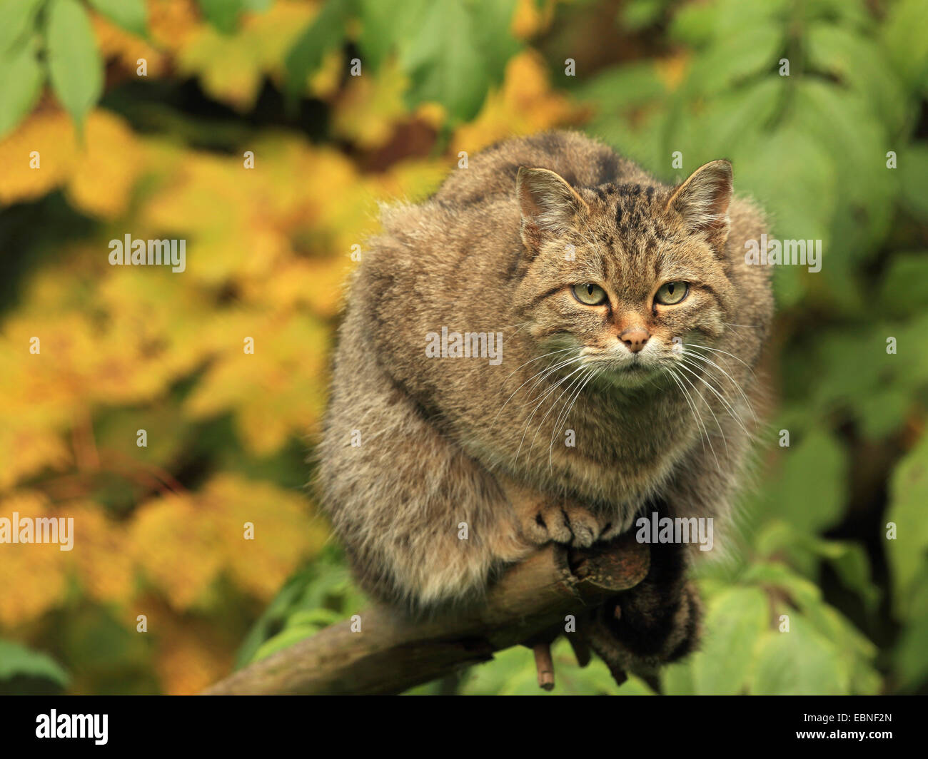 European wildcat, forest wildcat (Felis silvestris silvestris ...