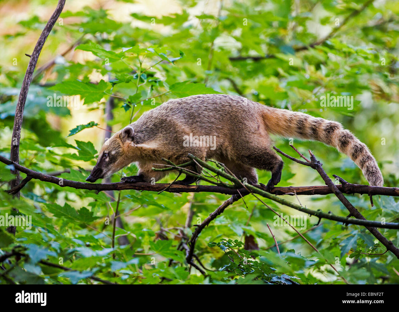 coatimundi, common coati, brown-nosed coati (Nasua nasua), walking ...
