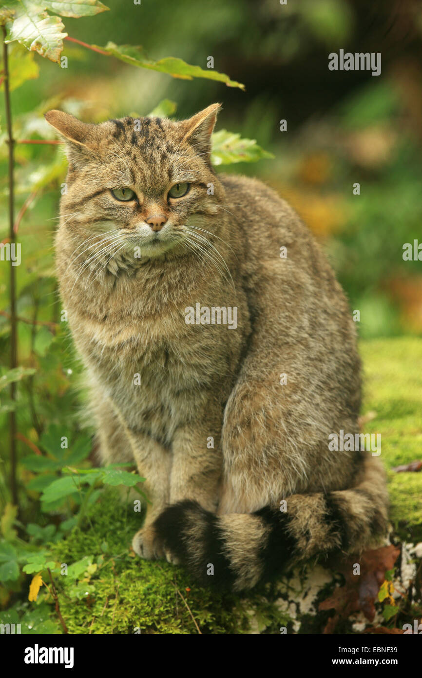 European wildcat, forest wildcat (Felis silvestris silvestris), sitting ...
