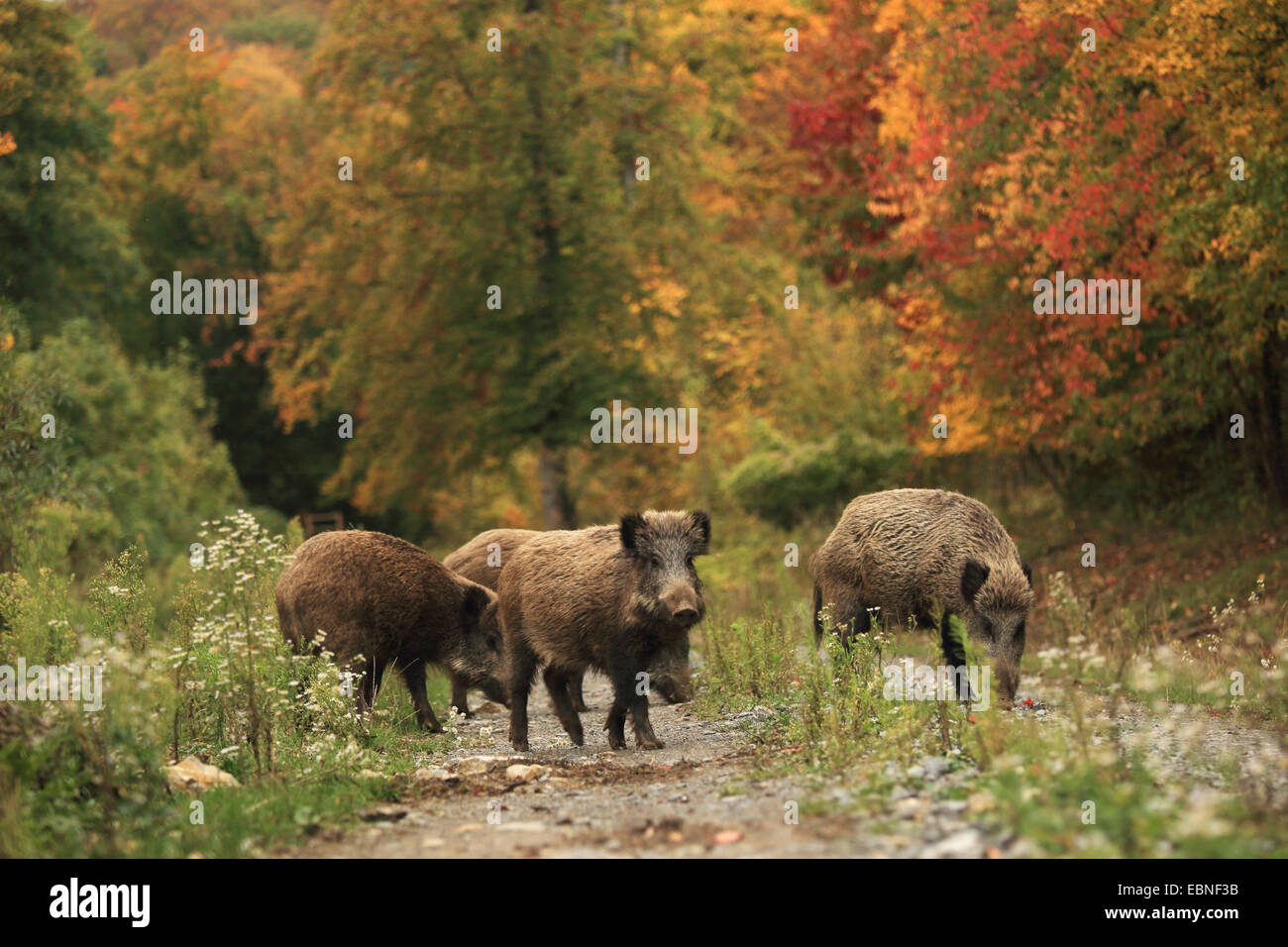 wild boar, pig, wild boar (Sus scrofa), pack on a forest path in autumn ...