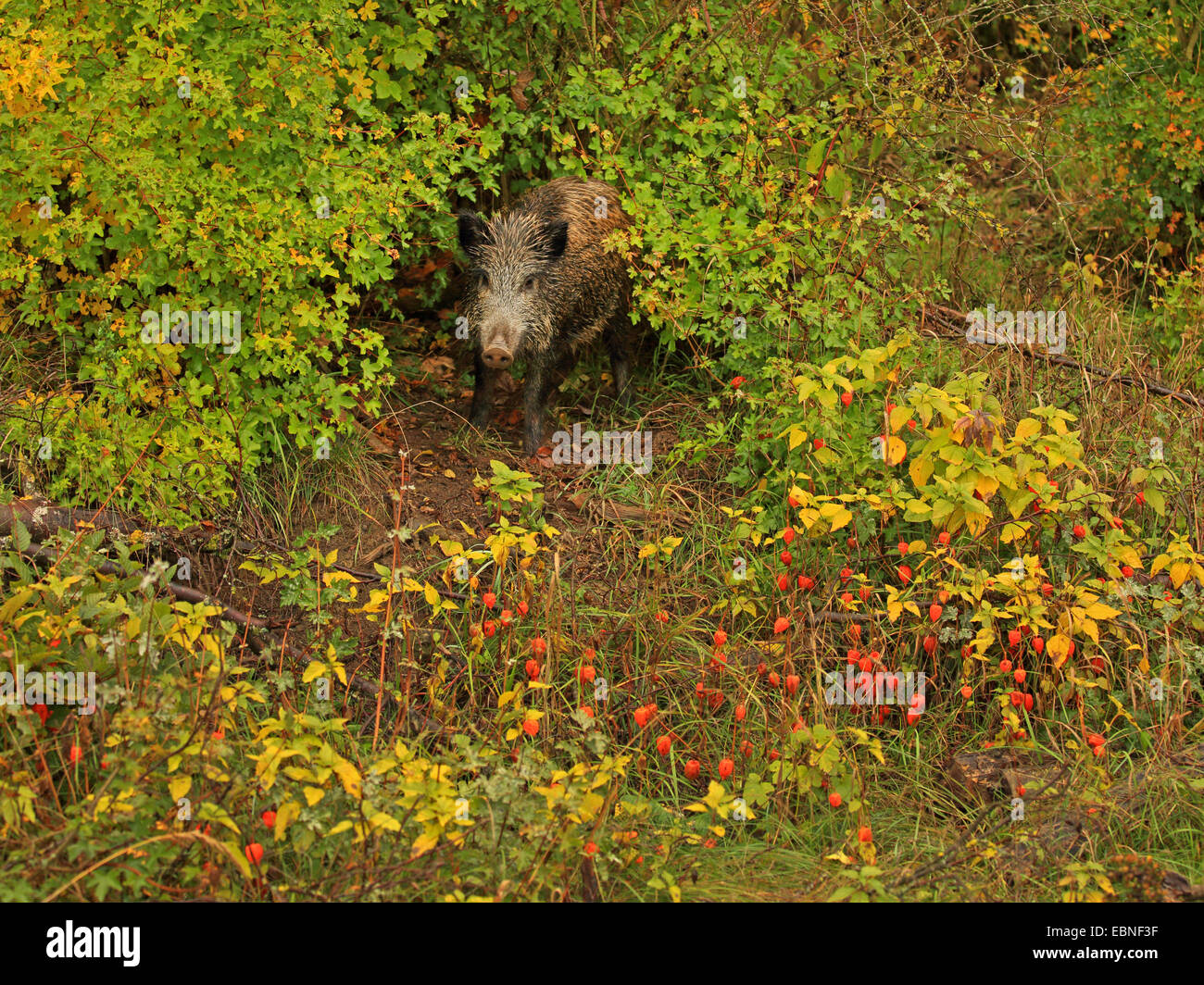 Jungle animal in their habitat hi-res stock photography and images - Alamy