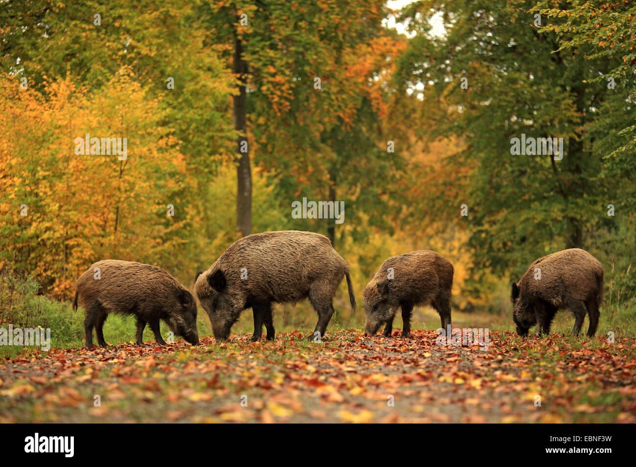 Boars on a forest path in autumn hi-res stock photography and images ...