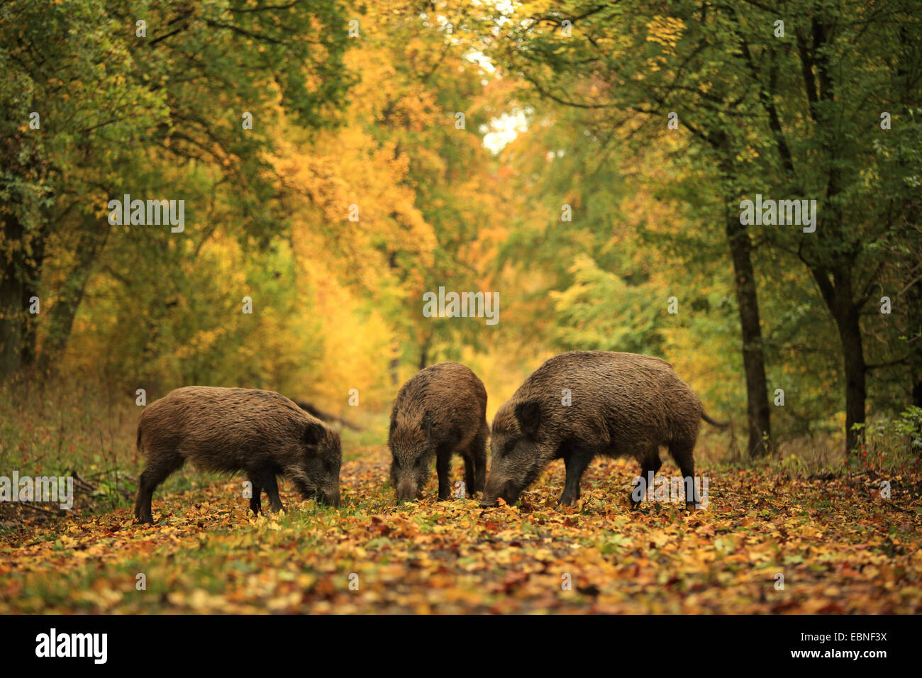 wild boar, pig, wild boar (Sus scrofa), three wild boars on a forest ...