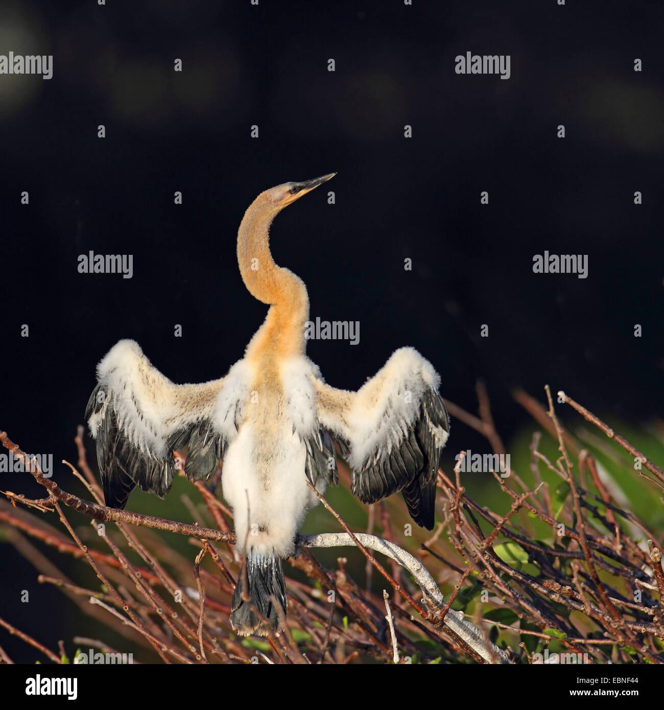 Juvenile anhinga hi-res stock photography and images - Alamy
