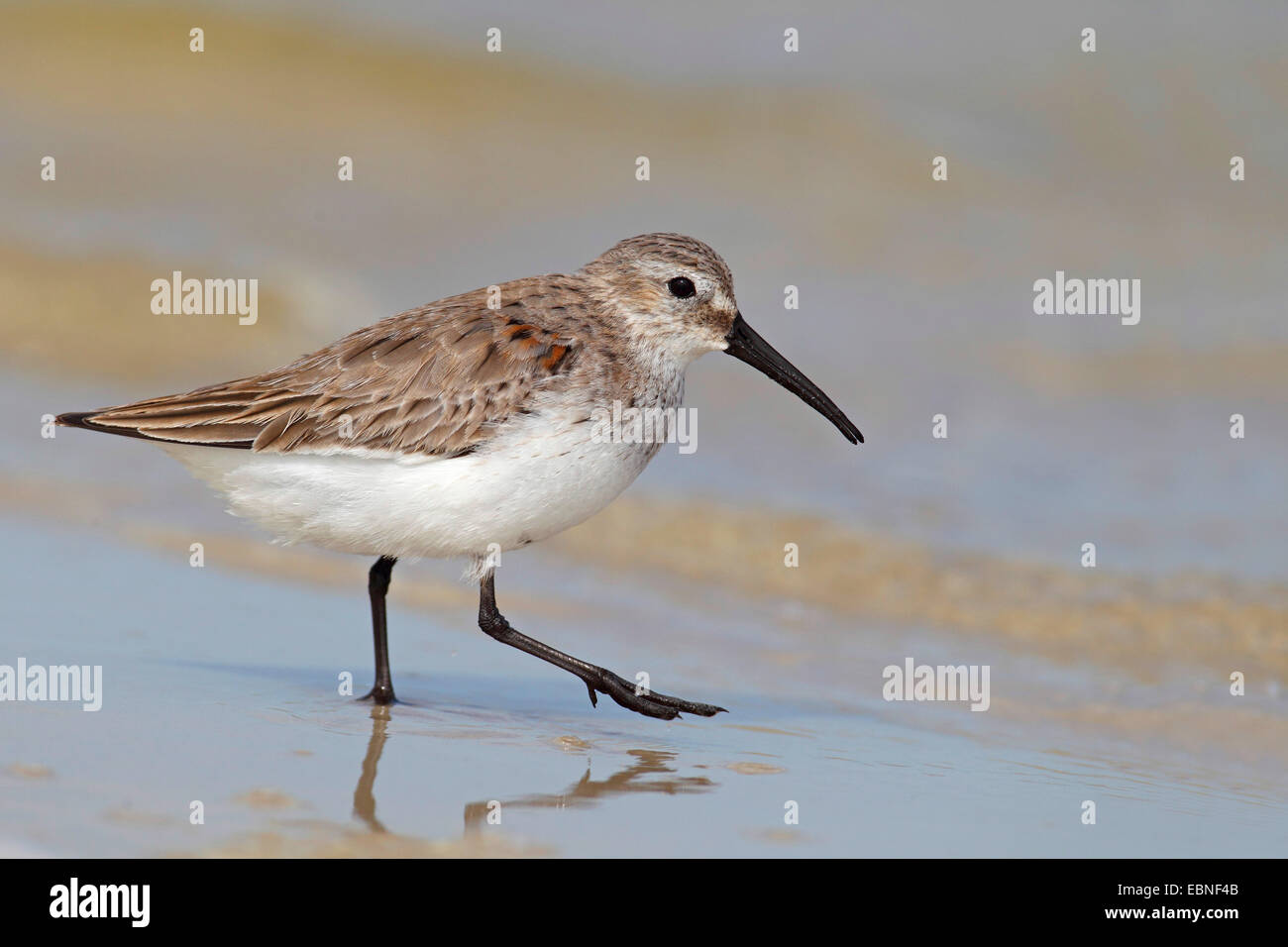 dunlin (Calidris alpina), in winter plumage on the beach, USA, Florida ...