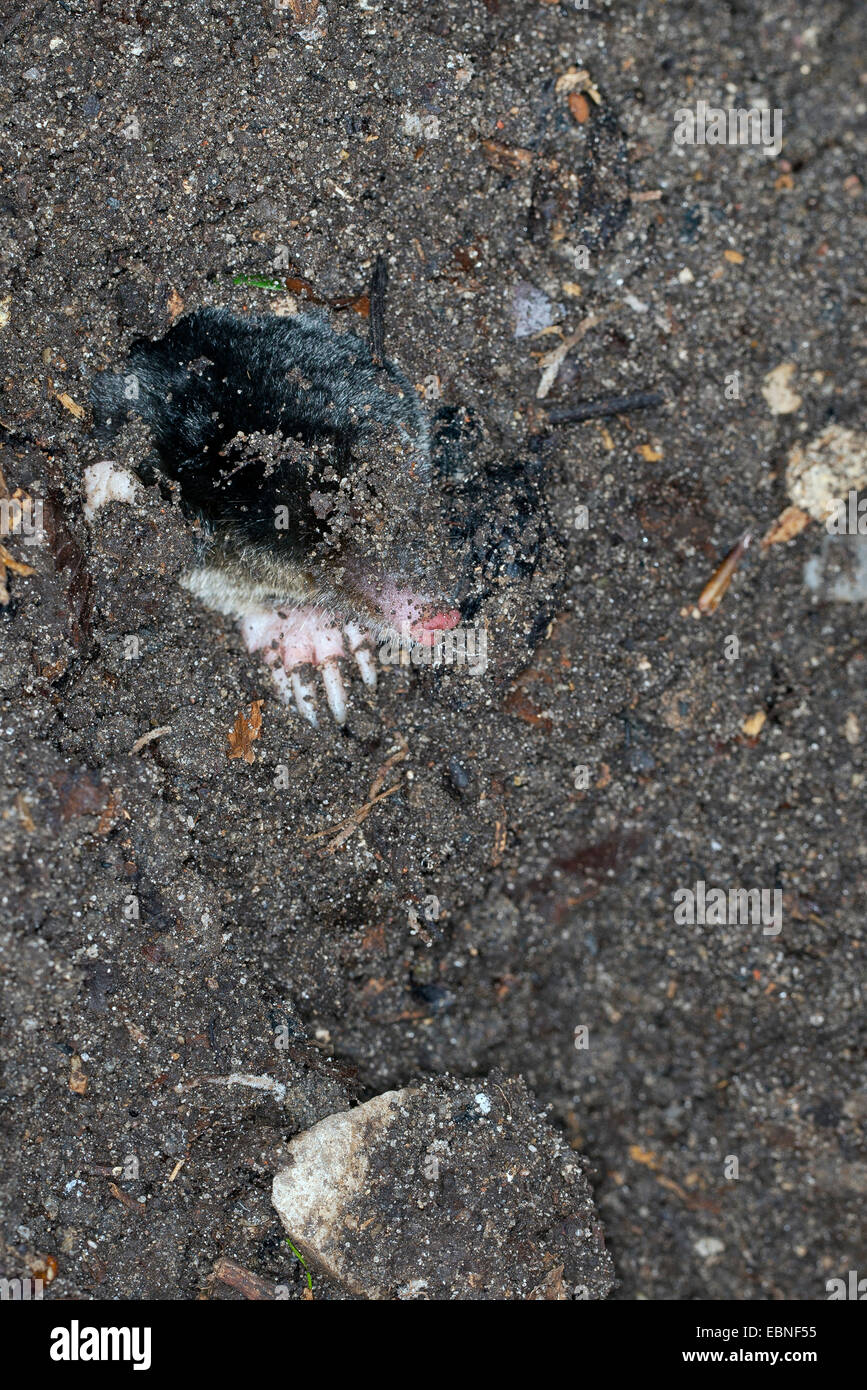 European mole, Common mole, Northern mole (Talpa europaea), looking out ...