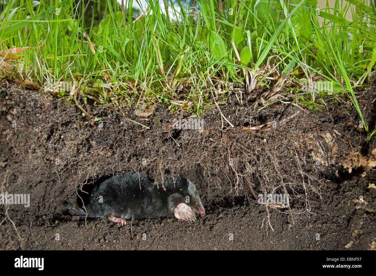 European mole, Common mole, Northern mole (Talpa europaea), in its ...