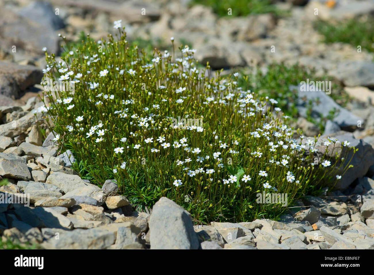 Milkwhite Rock Jasmine (Androsace lactea), blooming, Switzerland ...