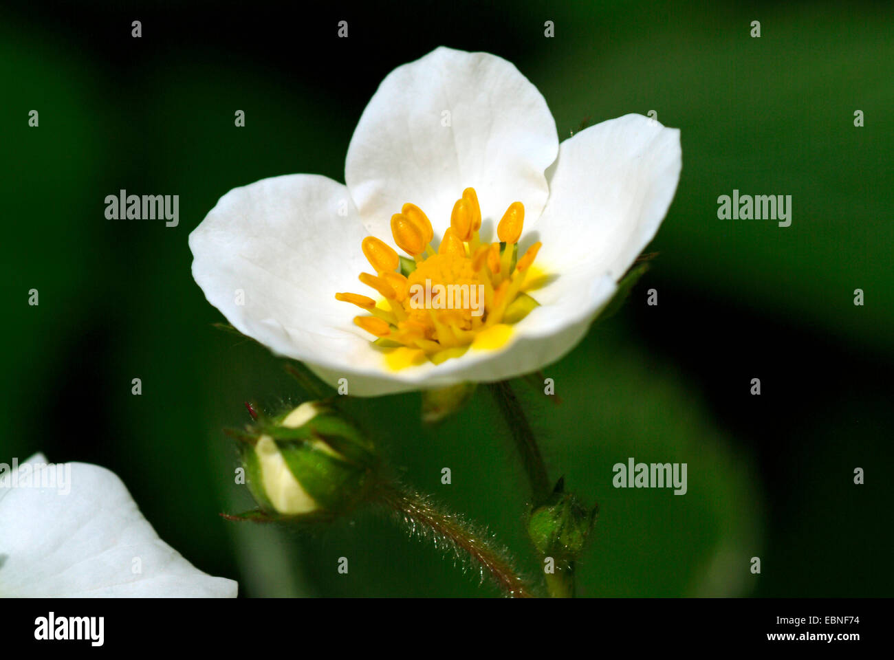 Hautbois strawberry, Musk strawberry (Fragaria moschata), flower ...
