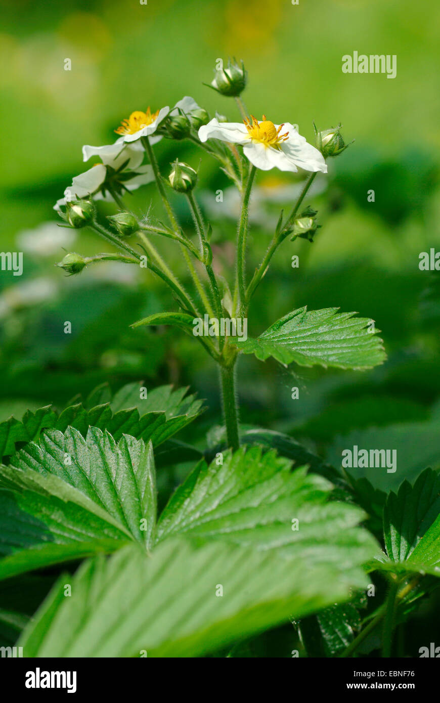 Hautbois strawberry, Musk strawberry (Fragaria moschata), blooming ...