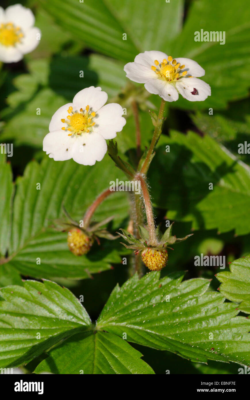 Hautbois strawberry, Musk strawberry (Fragaria moschata), blooming ...