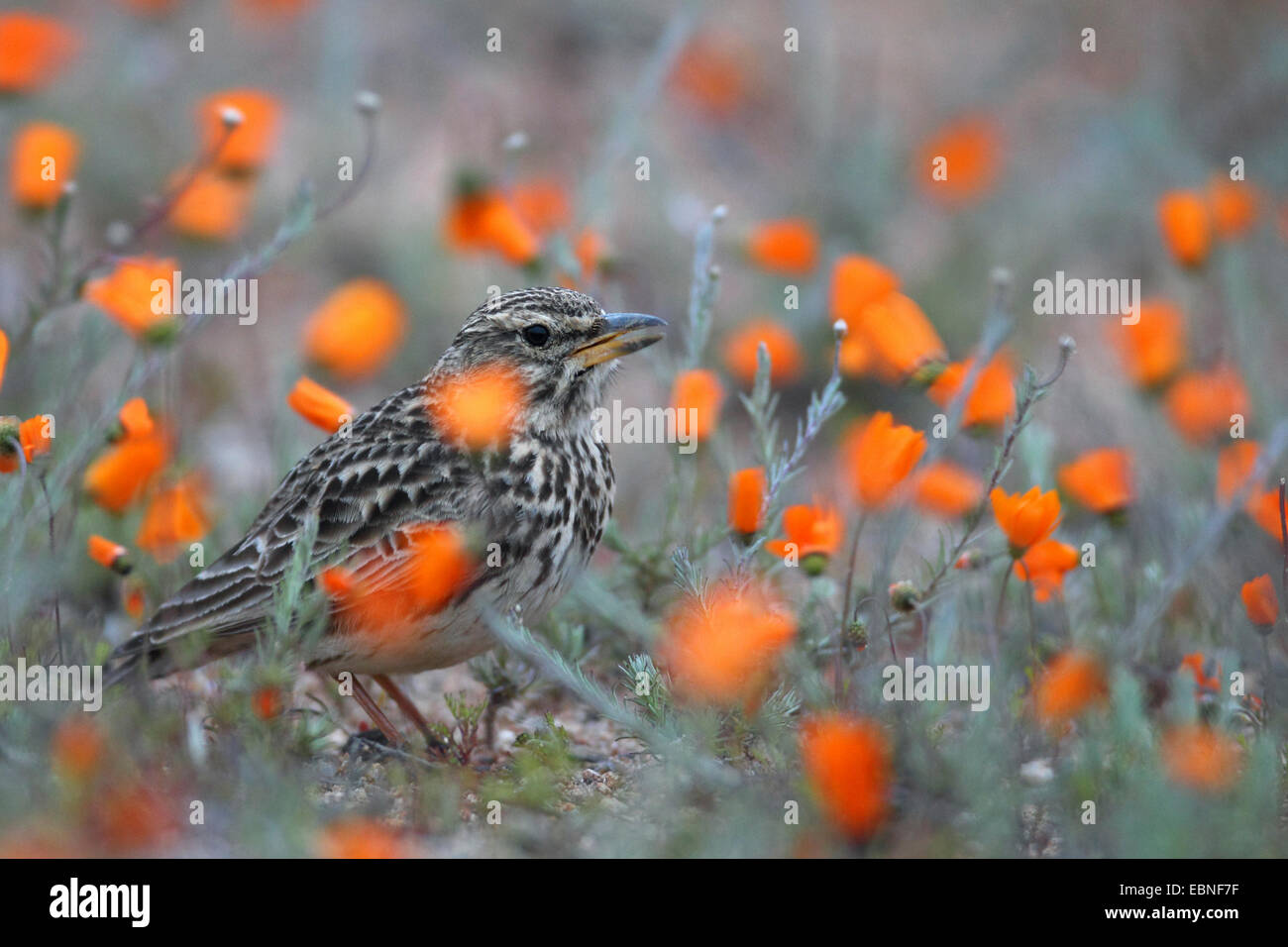 Large-billed Lark, Southern Thick-billed Lark (Galerida magnirostris ...