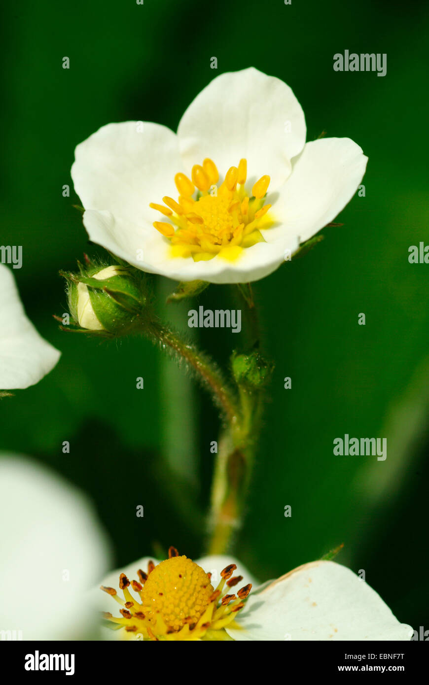 Strawberry white flower hi-res stock photography and images - Alamy