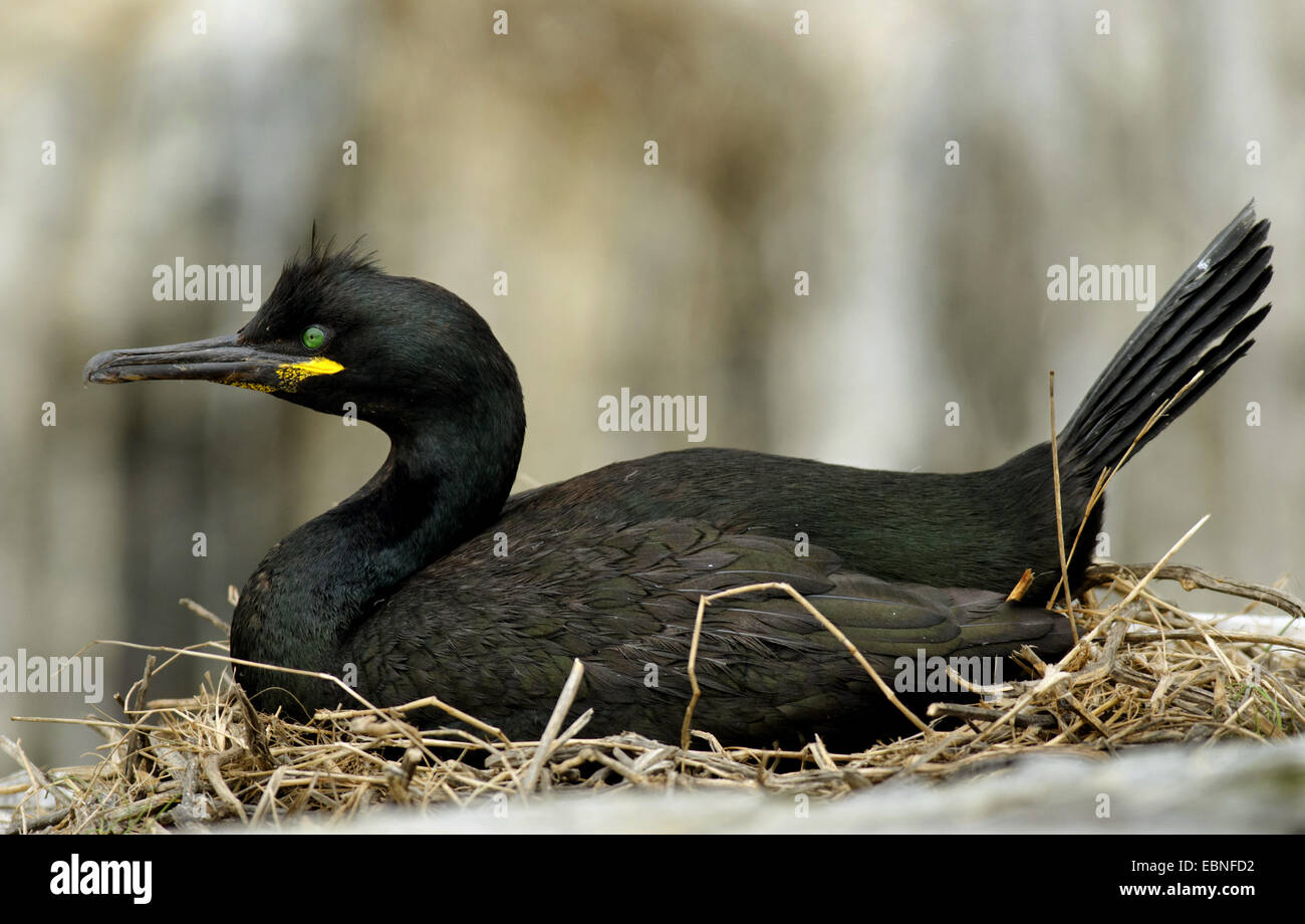 Shag nest hi-res stock photography and images - Alamy