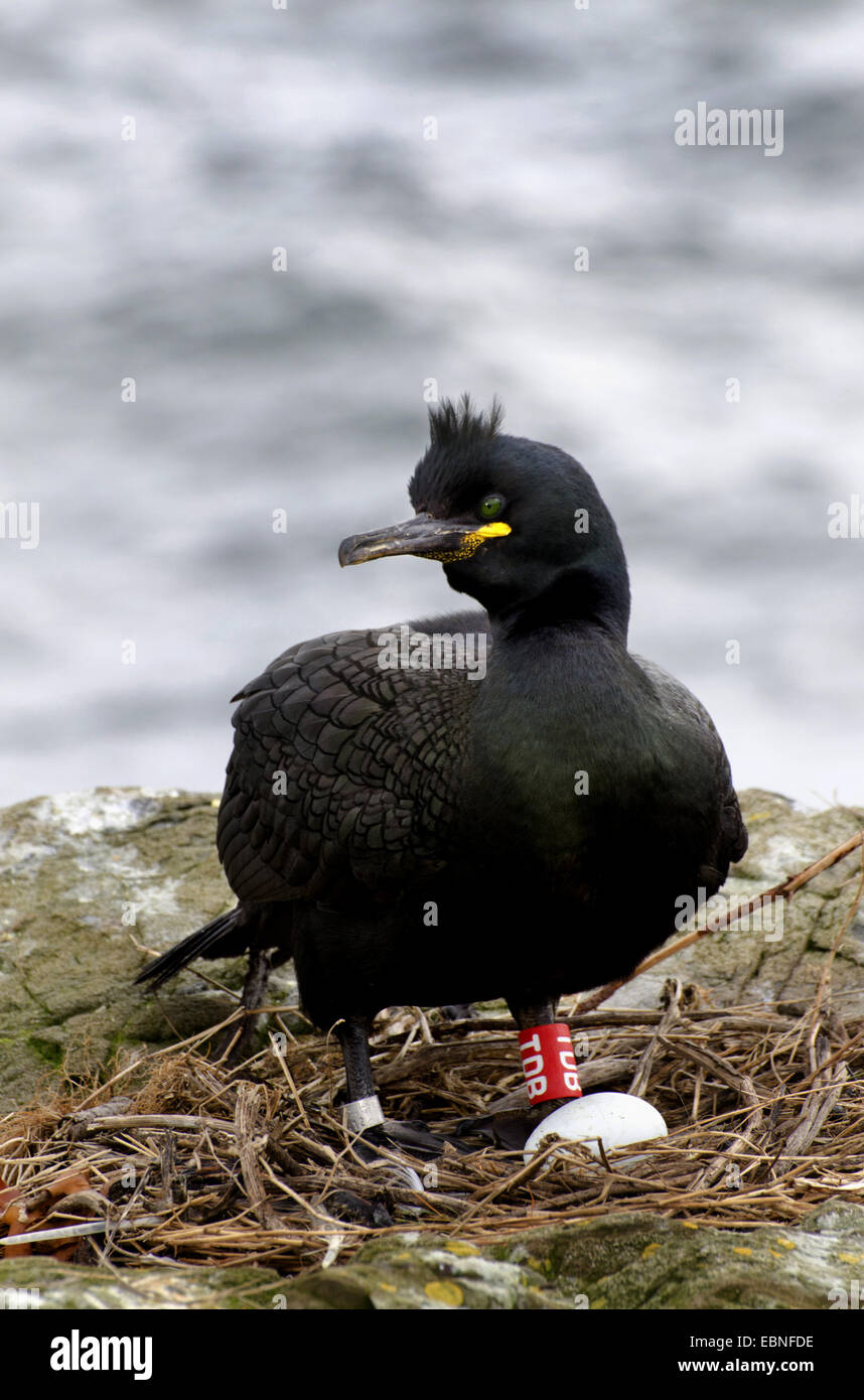 Shag nest eggs hi-res stock photography and images - Alamy