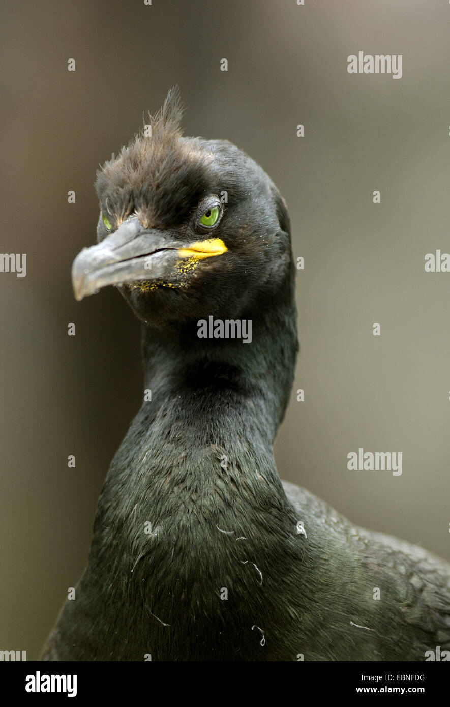 Shag bird uk hi-res stock photography and images - Alamy