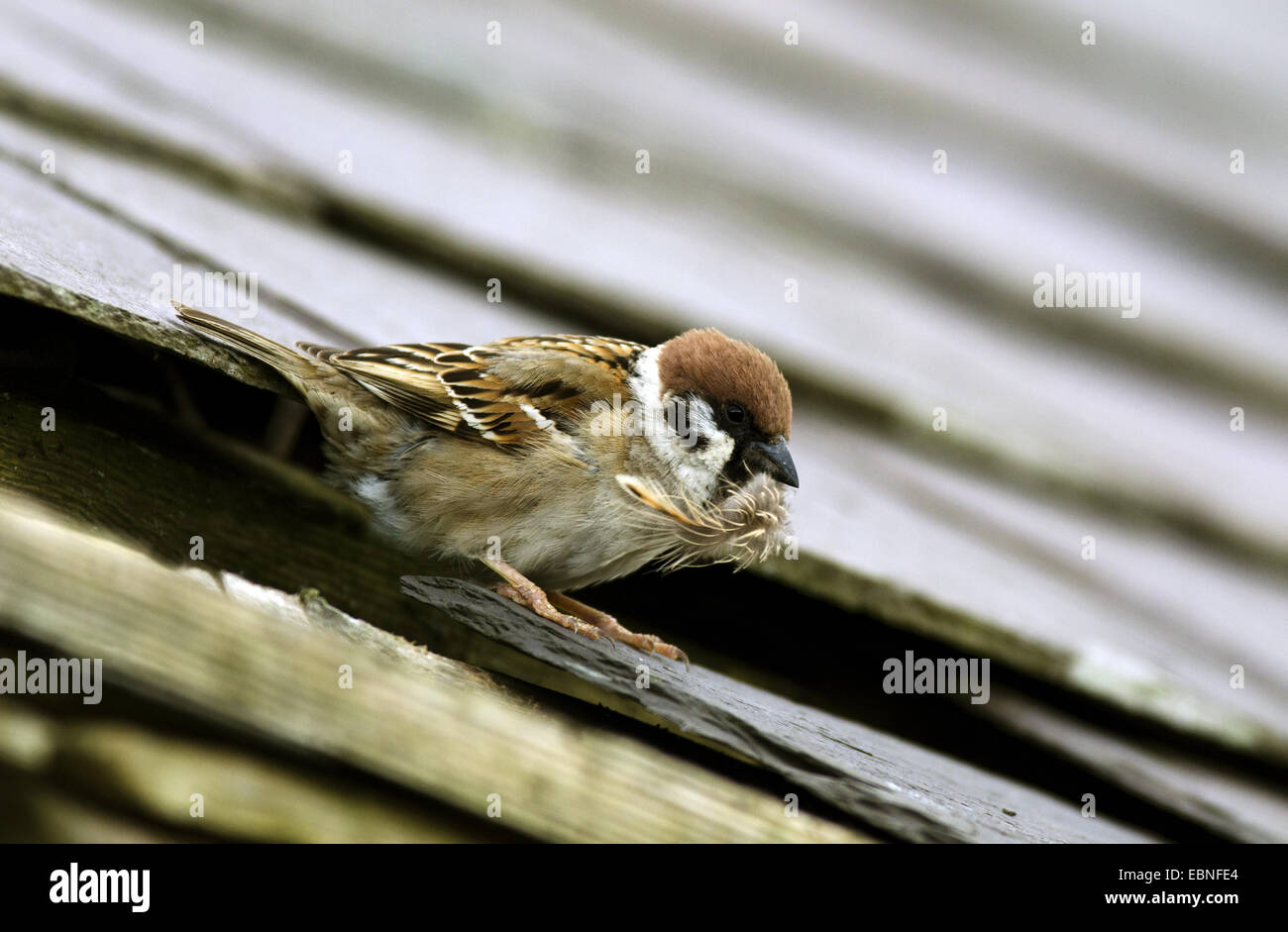 Tree sparrows england hi-res stock photography and images - Alamy