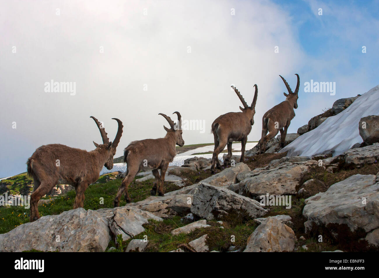 4 walking side view lateral hi-res stock photography and images - Alamy
