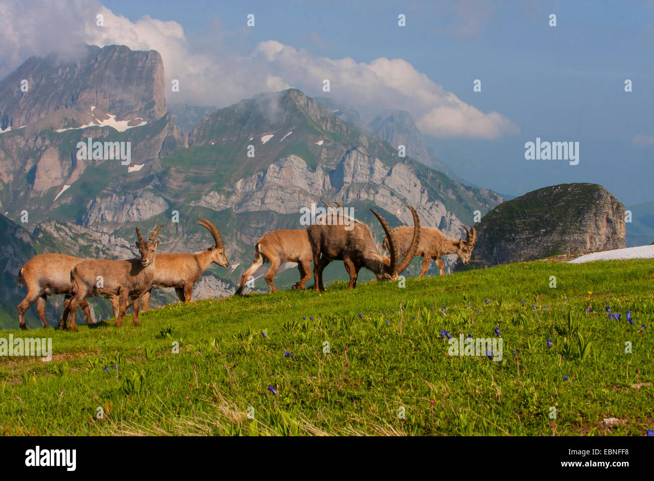 Ibex habitat hi-res stock photography and images - Alamy