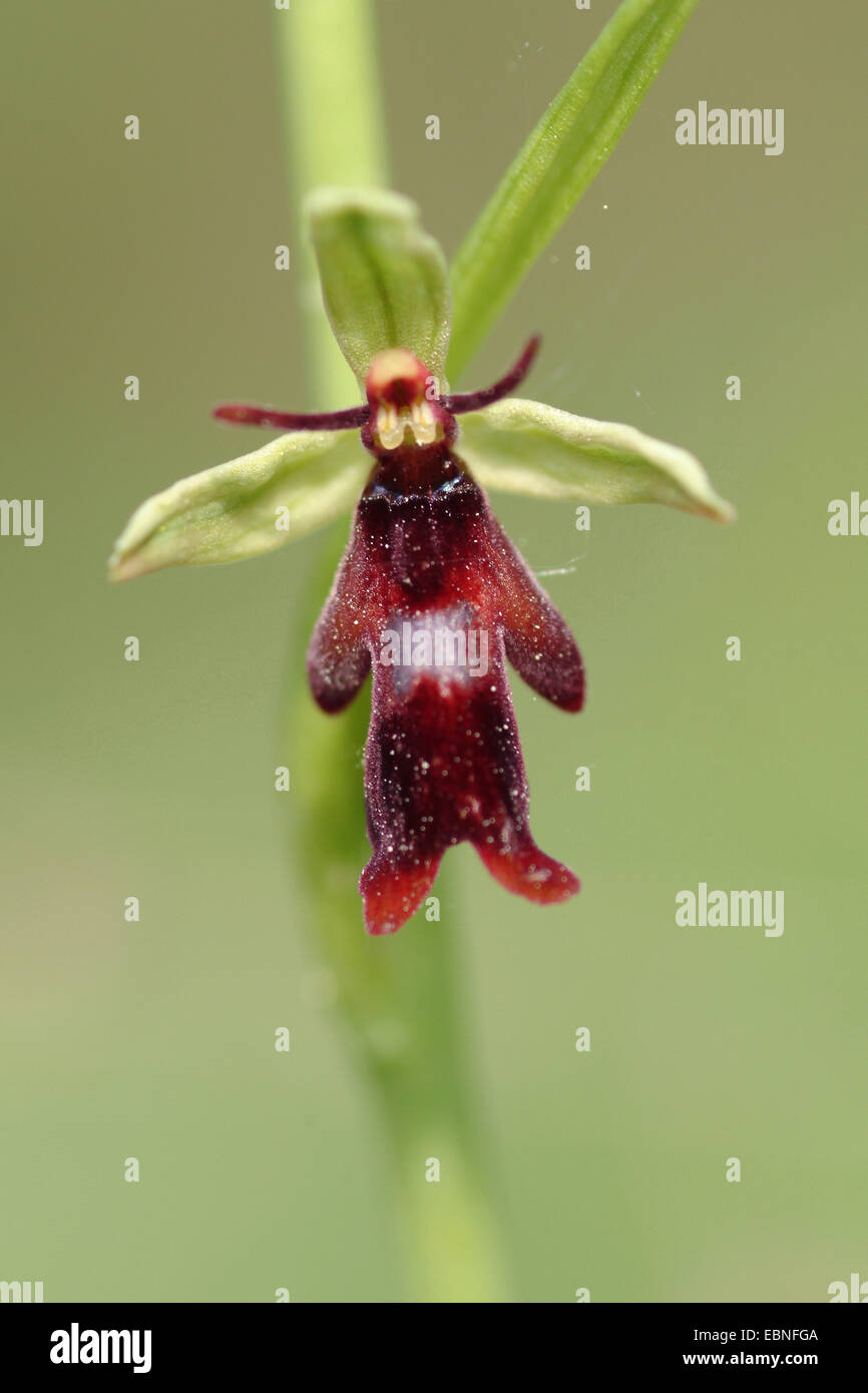 fly orchid (Ophrys insectifera), flower, Switzerland Stock Photo - Alamy