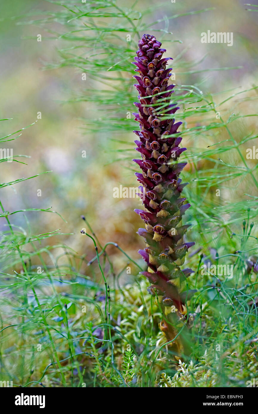 Northern groundcones hi-res stock photography and images - Alamy