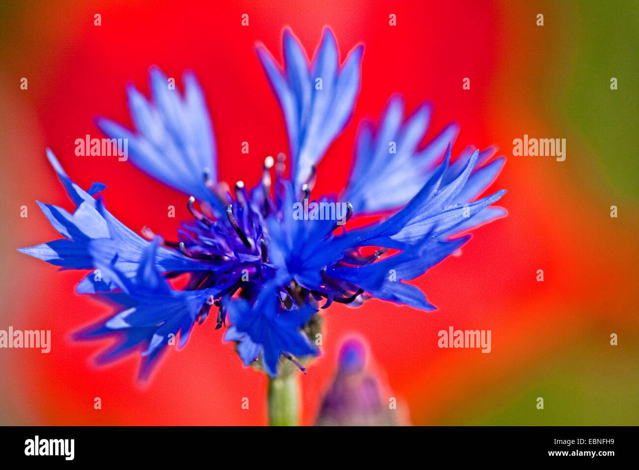 bachelor's button, bluebottle, cornflower (Centaurea cyanus), with ...