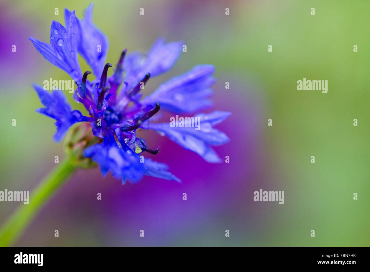 bachelor's button, bluebottle, cornflower (Centaurea cyanus), in rain ...
