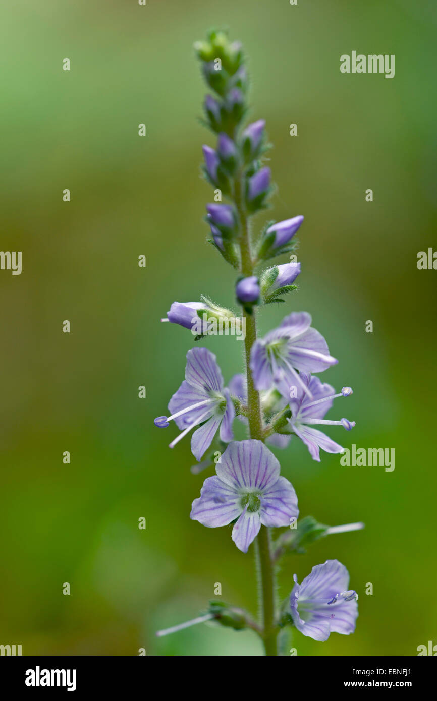 Common speedwell, Heath speedwell, Gypsy-weed (Veronica officinalis ...