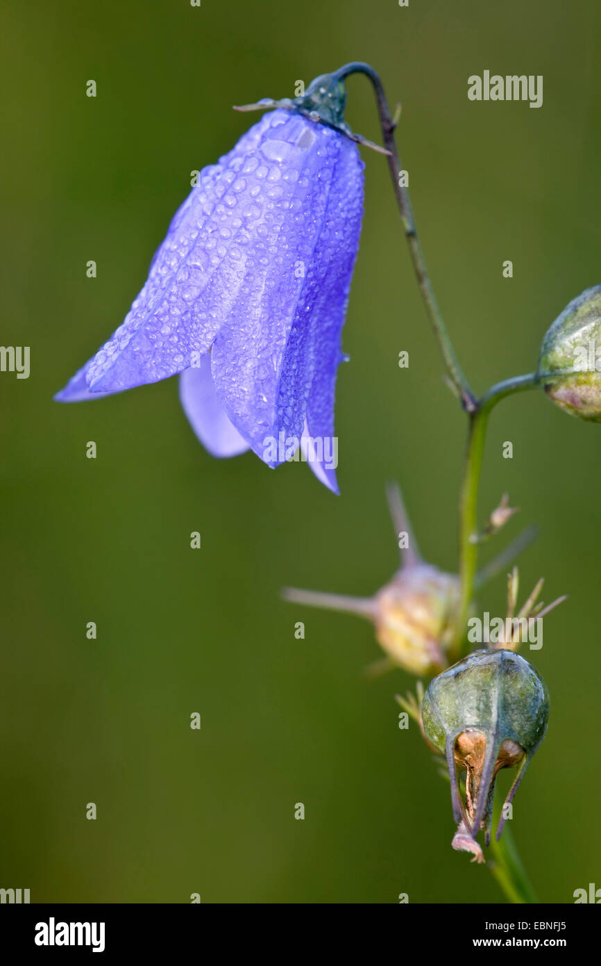 lady's-thimble, scotch bluebell, harebell (Campanula rotundifolia ...